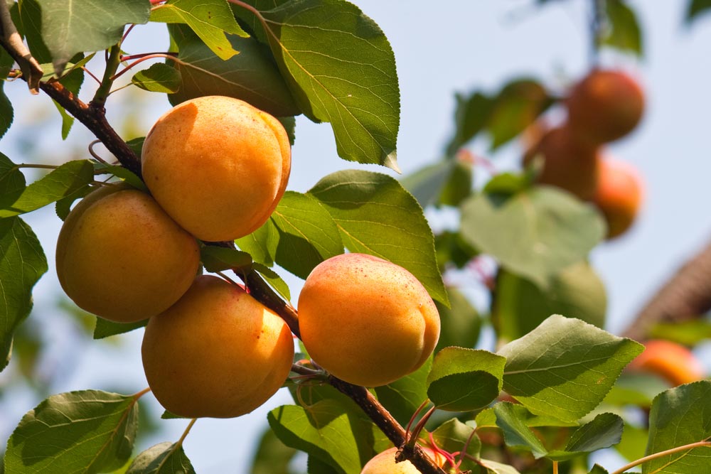 A Arizona Container Grown Apricot for the American Southwest